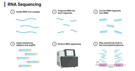 rna sequencing definition principle steps types uses