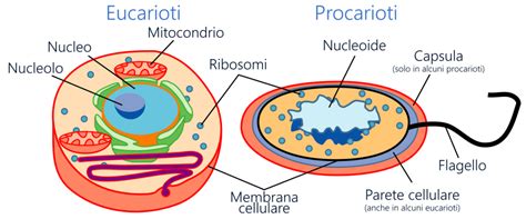 Cellule Eucariote E Procariote Differenza Rylcloughlin