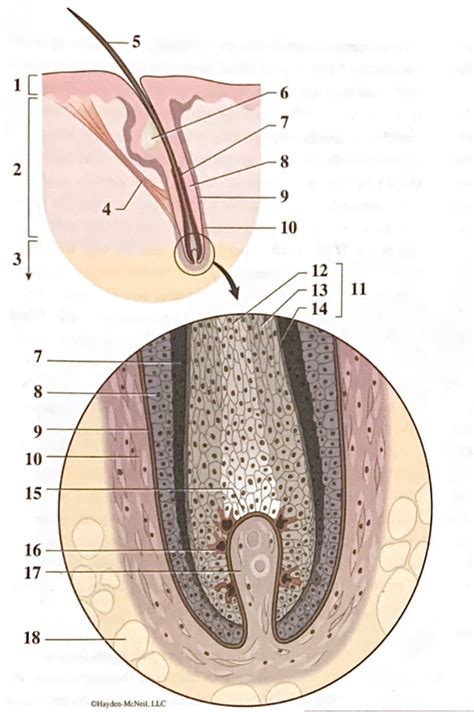 Hair Follicle Diagram Quizlet