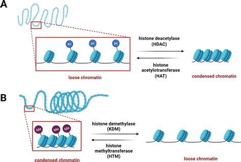 Enzyme Families Regulating Acetylation HDAC HAT And Methylation