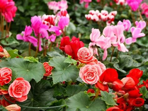 Cuentame Plantas De Ornato