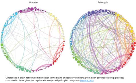 What Happens In Your Brain When You Take Psilocybin Frshminds