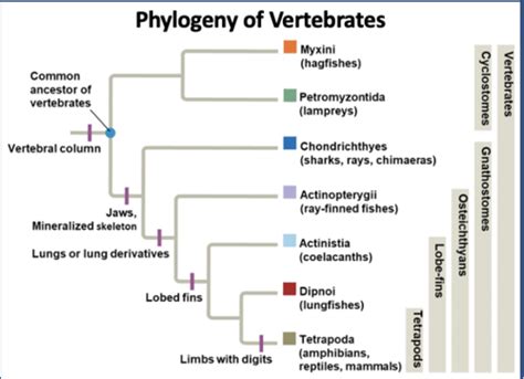 Final Exam General Biology Flashcards Quizlet