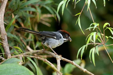 Tico tico ardósia características habitat reprodução e alimentação