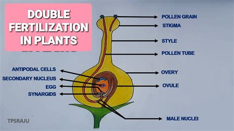Process Of Fertilization In Plants Diagram Reproduction Flow