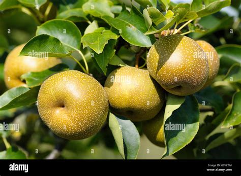 Poire Poire Nashi Pyrus Pyrus Pyrifolia Poire Pomme Poire Nashi