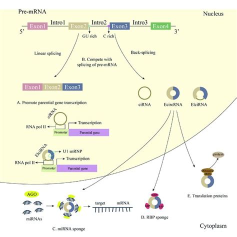 The Biogenesis And Biological Functions Of CircRNA 1 The Biogenesis