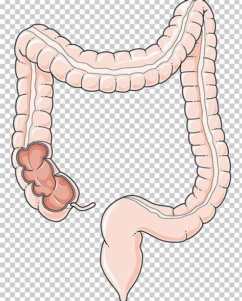 Large Intestine Gastrointestinal Tract Small Intestine Human Digestive