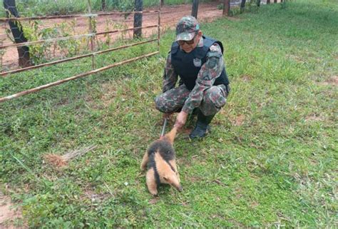 PMA captura tamanduá mirim preso entre paralama e suspensão de veículo