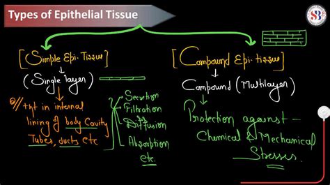 Epithelial Tissue Definition Types Structure Functions