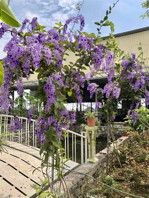 Cây Mai Xanh Thái cây leo tuyệt đẹp Hoa Kiểng Phúc Lộc