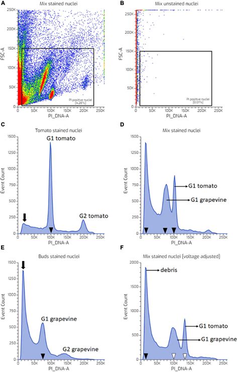 Frontiers An Evaluation Of Nuclei Preparation Of The Dormant Axillary
