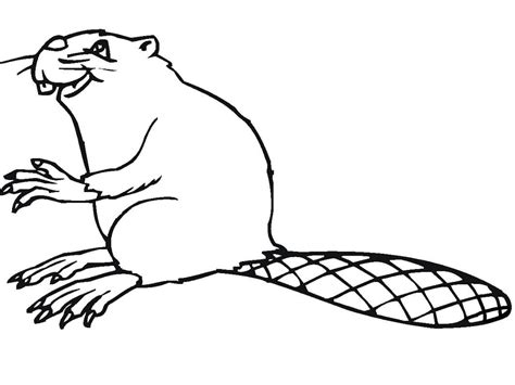 Desenhos De Castor Para Colorir Pintar E Imprimir ColorirOnline