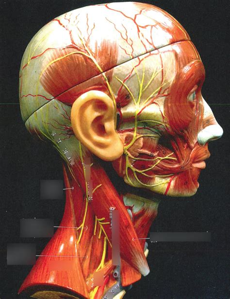 Lateral Neck Diagram Quizlet