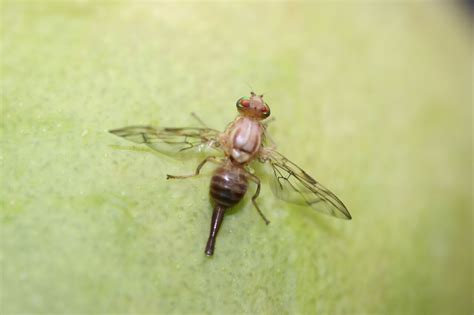 Declara La SAGARPA Libre De Cuatro Especies De Mosca De La Fruta A Tres
