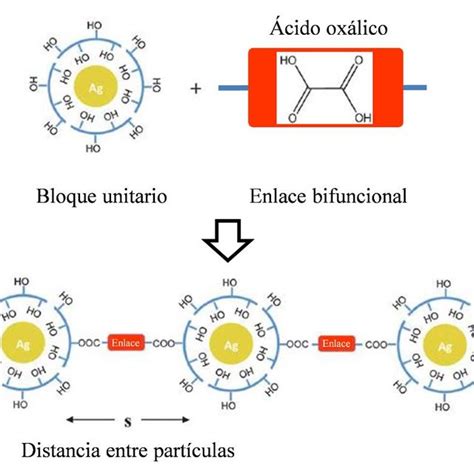 Representaci N Esquem Tica De La Forma En La Que Se Ensamblan Las Nps Y
