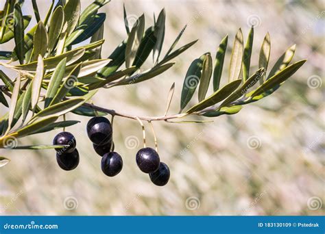 Ripe Black Olives Growing On Olive Tree Branch With Blurred Background
