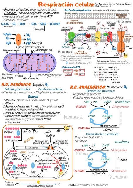 Respiración Celular Décimo Par Craneal uDocz