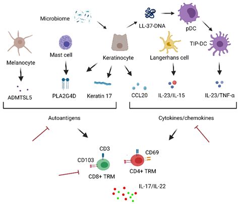 JCM Free Full Text Skin Resident Memory T Cells Pathogenesis And