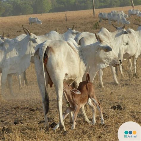 Dicas De Manejo De Bezerros Nas Primeiras Horas De Nascimento CompreRural