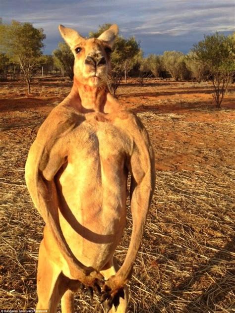 Roger le kangourou bodybuildé 2Tout2Rien