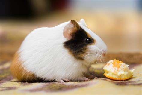 Porquinho Da Ndia Pode Comer Laranja Benef Cios E Como Dar Corretamente