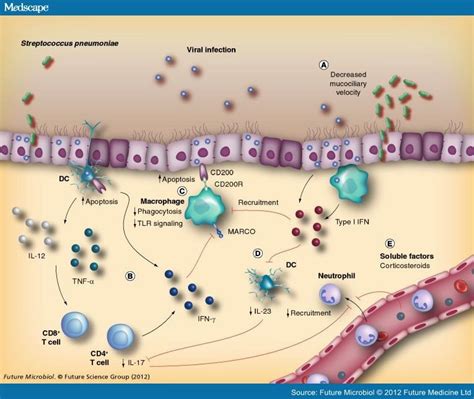 Interactions Between S Pneumoniae And Influenza Virus