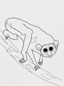 Slow Loris Coloring Page Coloring Pages