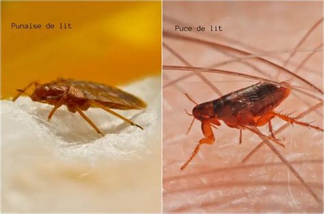 Comment se débarrasser des puces de lit naturellement Apprendre à