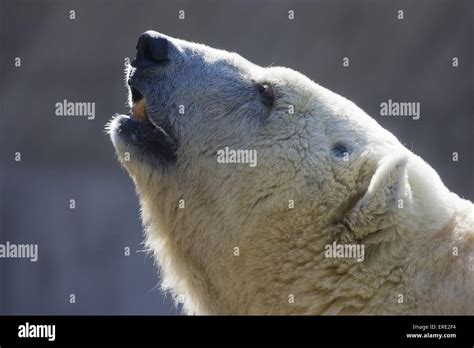 Polar Bear Portrait Stock Photo Alamy