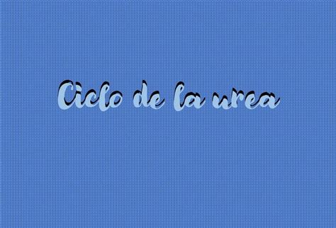 Ciclo De La Urea Lucy Valdivia UDocz
