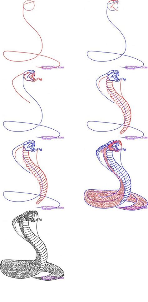 How To Draw King Cobra Step By Step At Drawing Tutorials