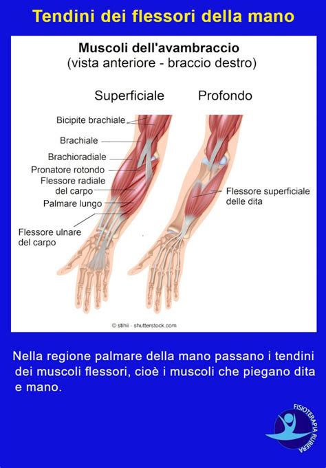 Pelmel Balletto Ricco Braccio Tendini Vacanza Sviluppare Per Conto Di