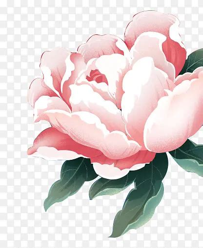 中国风手绘插画植物花朵牡丹月季PNG图片素材下载 图片编号qxvvnzrz 免抠素材网