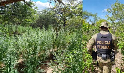 PF destrói plantação mais de 20 mil pés de maconha em Floresta