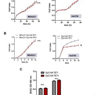 Expression Of Epcam In Human Breast Cancer Cell Lines And Primary