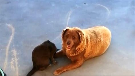 Bobi Il Cane Pi Anziano Del Mondo Quanti Anni Ha Appena Compiuto