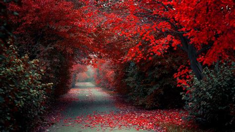 wallpaper et fond d écran automne nature saison paysage feuilles