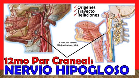 Par Craneal Xii Nervio Hipogloso Nervio Hipogloso Pares Craneales The