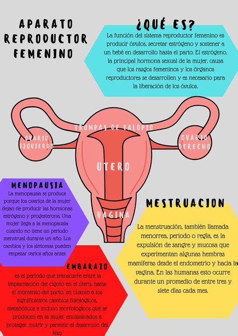 Infografia Del Aparato Reproductor Femenino