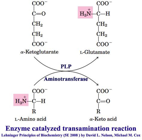General Reactions Of Amino Acid Metabolism Transamination Oxidative