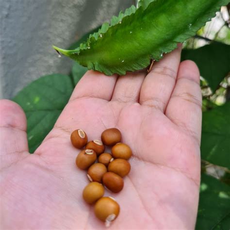 Biji Benih Kacang Botol Angle Bean Seeds Shopee Malaysia