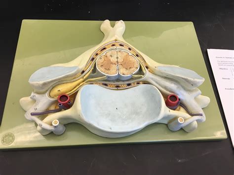 Spinal Cord Diagram Quizlet