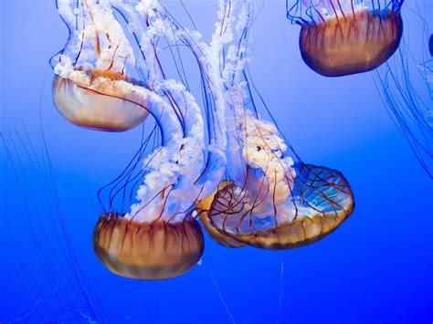 Qué hacer y qué no hacer si me pica una medusa Los Replicantes