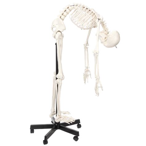 A 105852 Classic Flexible Human Skeleton Axis Scientific EAD SCIENTIFIC