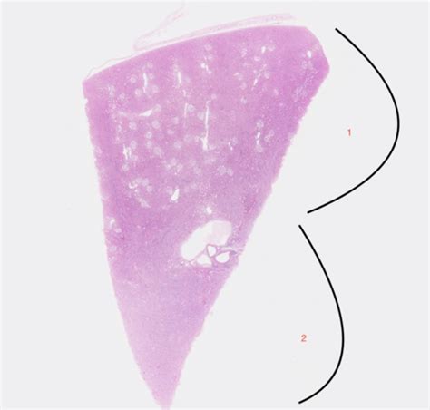 Histology Lab Exam Flashcards Quizlet