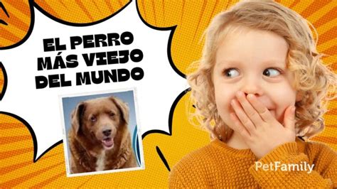 Nuevo récord Guinness como el perro más viejo del mundo Pet Family
