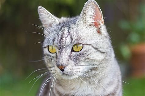 サバトラ猫の性格や特徴飼い方などを解説キジトラとの違いについても ネコマガ
