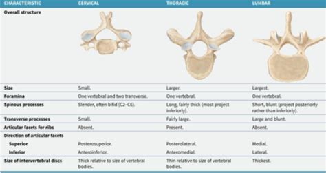 Vertebral Column Flashcards Quizlet
