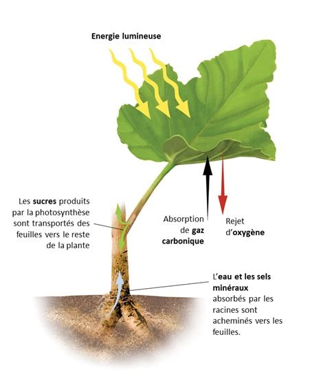 Des Plantes Sans Chlorophylle Zone De L L Ve